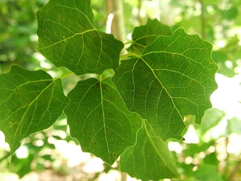 Populus Alba White Poplar Populus Alba White Poplar